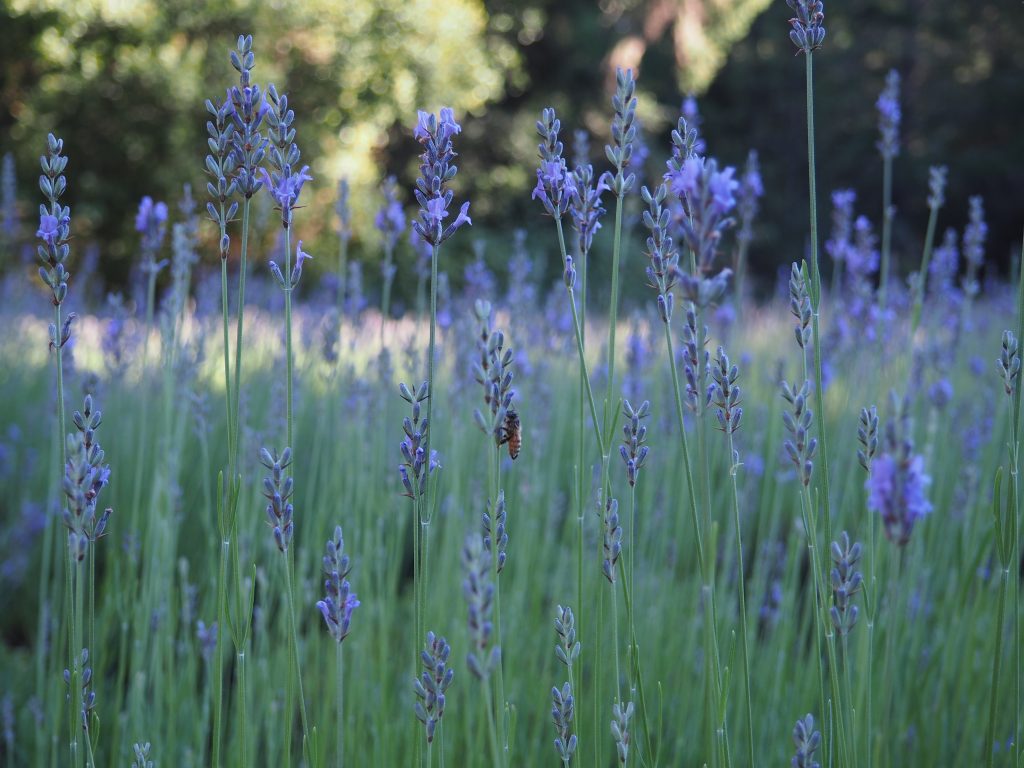 Lavender Buds & Bunches